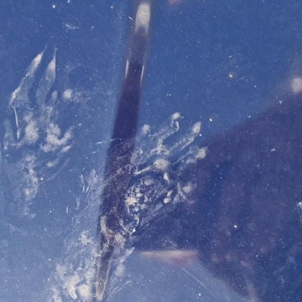 Nyest lábnyom és egyéb jelek, hogy megjelentek házunk táján a nyestek.